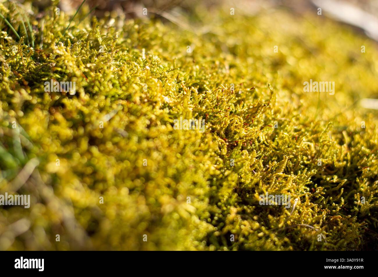 Vibrant green moss lichen cover hi-res stock photography and images - Alamy