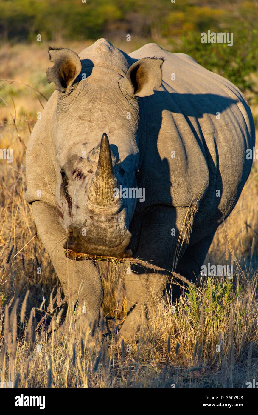 White rhinoceros (Ceratotherium simum) in Botswana, Africa Stock Photo ...