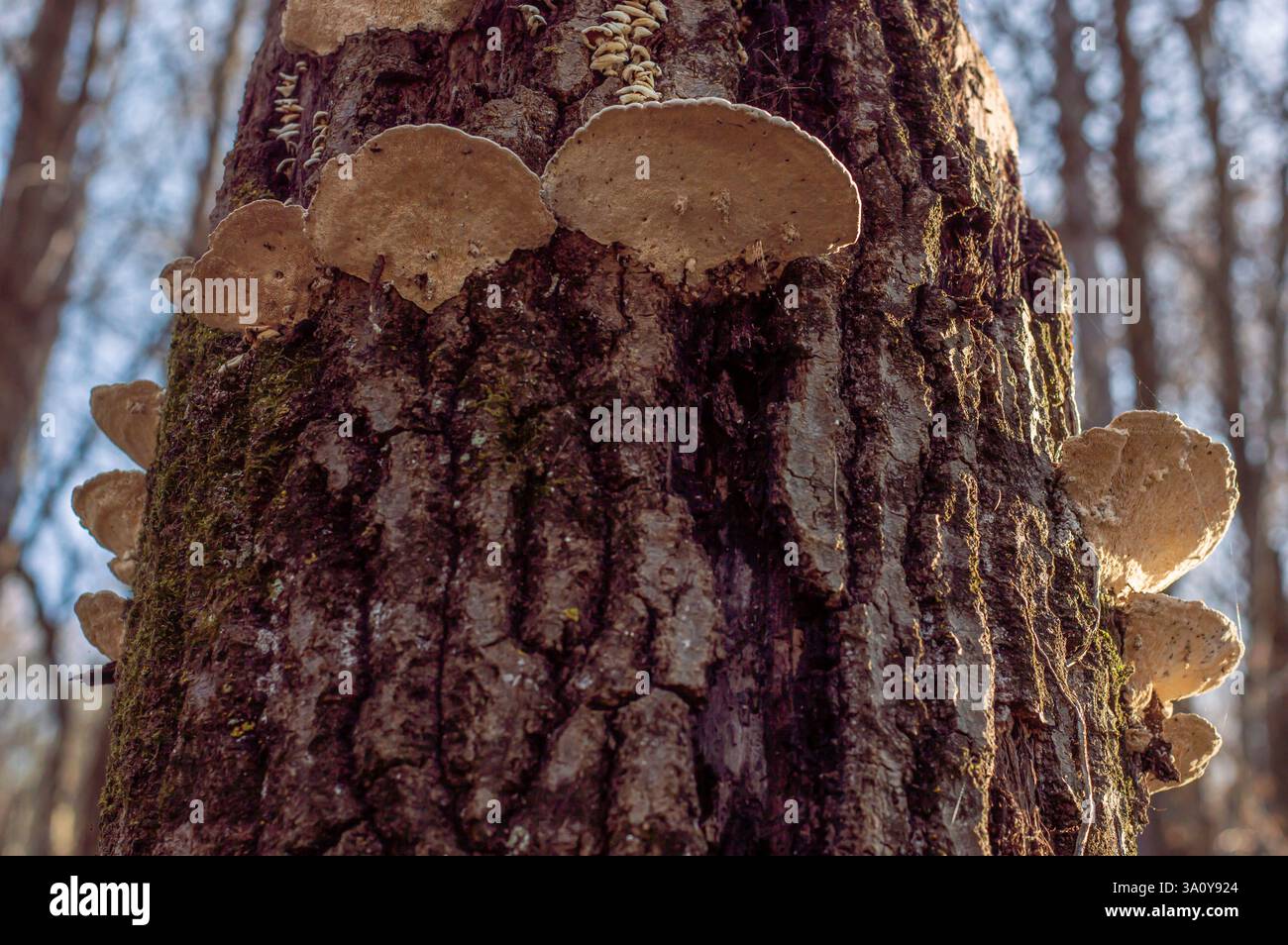 Close-up of fungi growing on tree bark in a forest, showcasing the natural cycle of ...