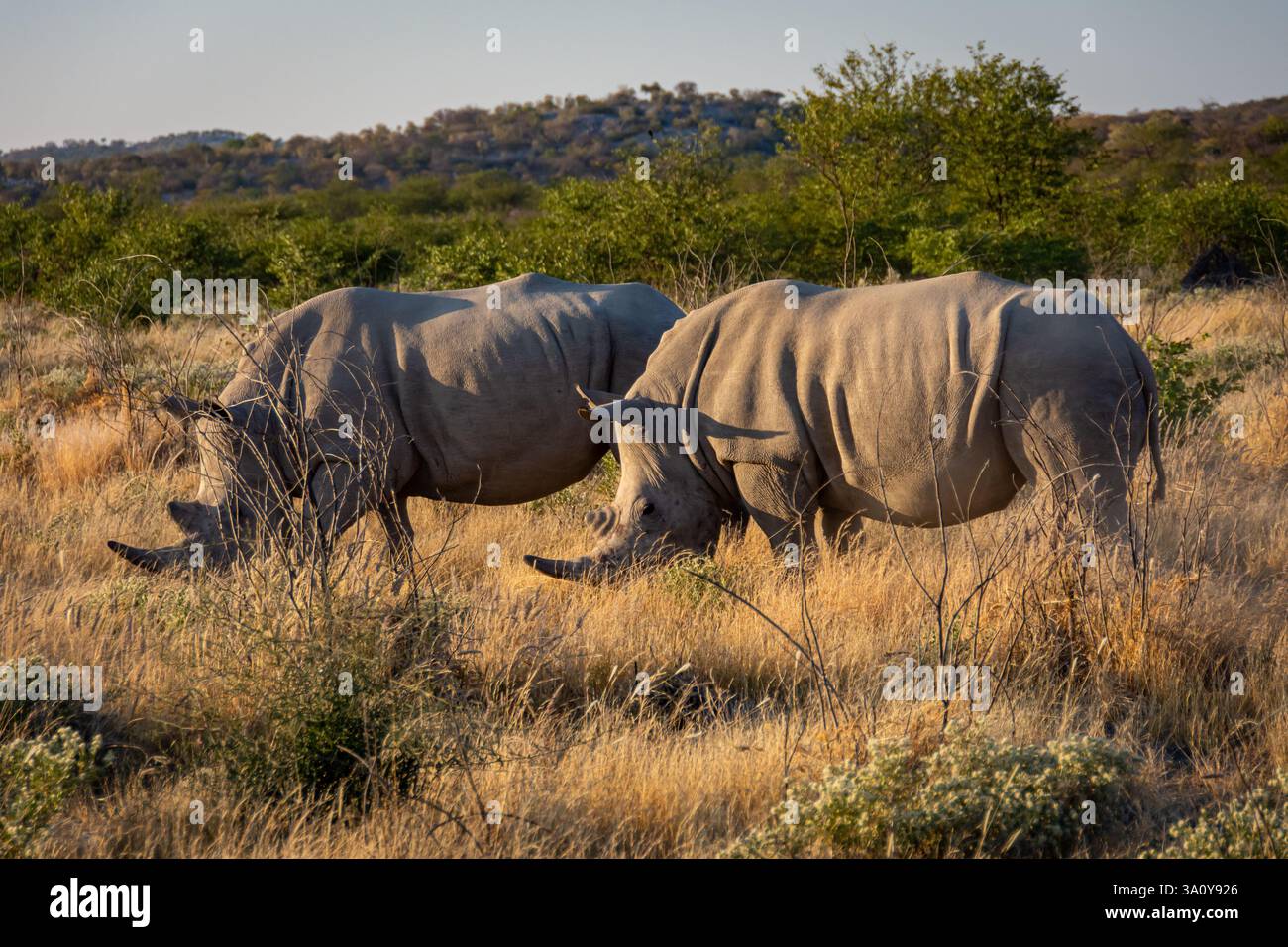 Ceratotheriuym simum hi-res stock photography and images - Alamy