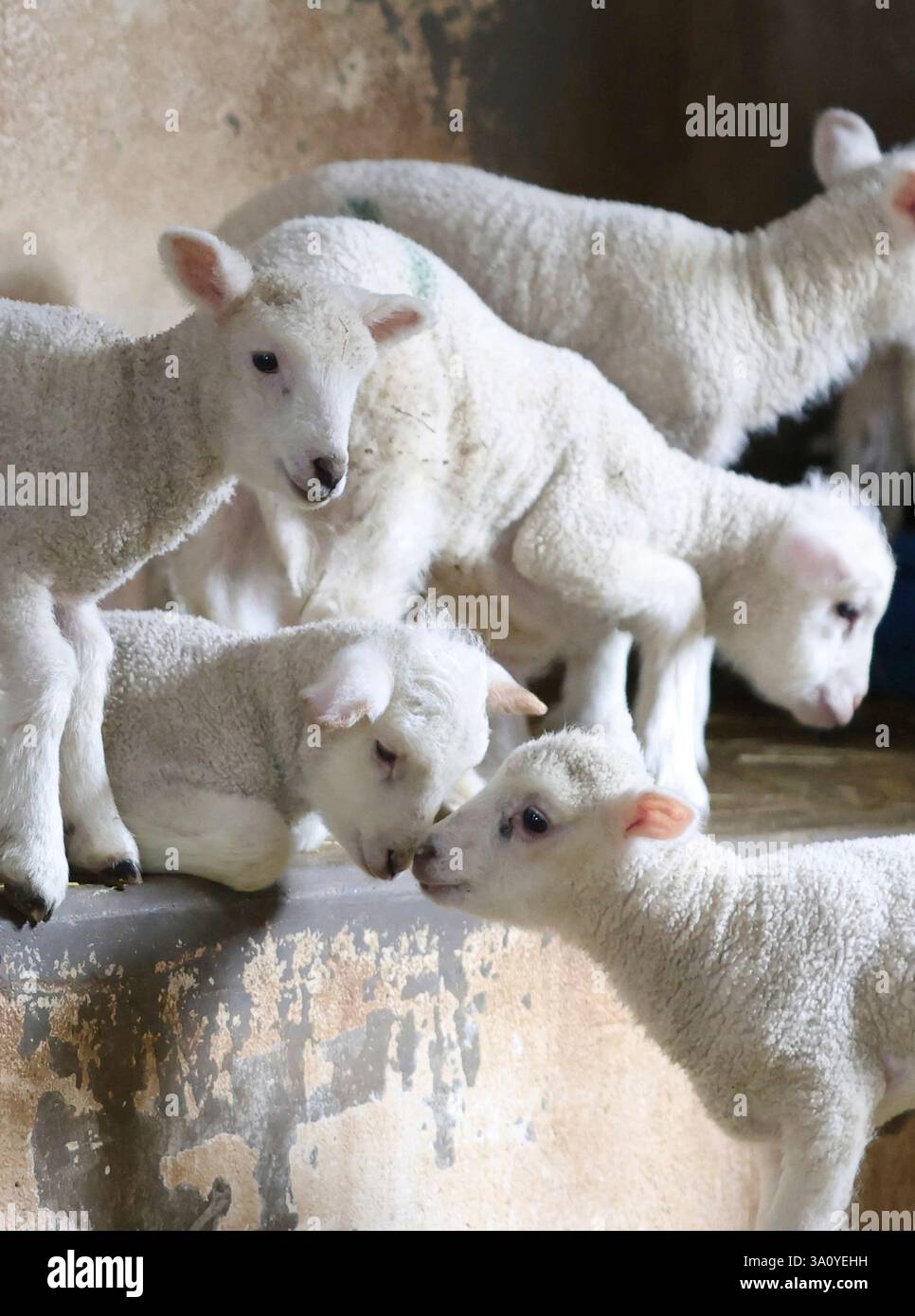 Lambs run around at a sheep shed of Rokkosan Bokujo in Nada Ward, Kobe ...