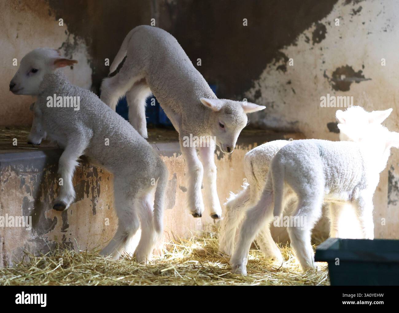 Lambs run around at a sheep shed of Rokkosan Bokujo in Nada Ward, Kobe ...