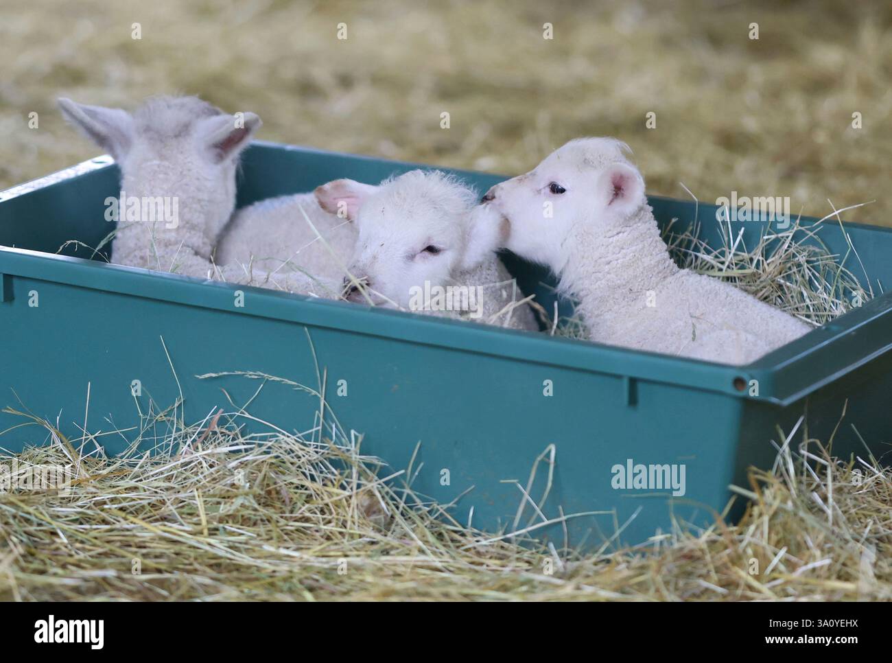 Lambs run around at a sheep shed of Rokkosan Bokujo in Nada Ward, Kobe ...