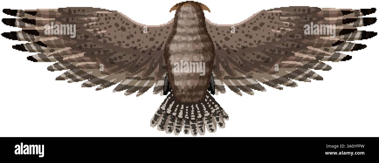 Top-down view of a soaring hawk Stock Vector Image & Art - Alamy