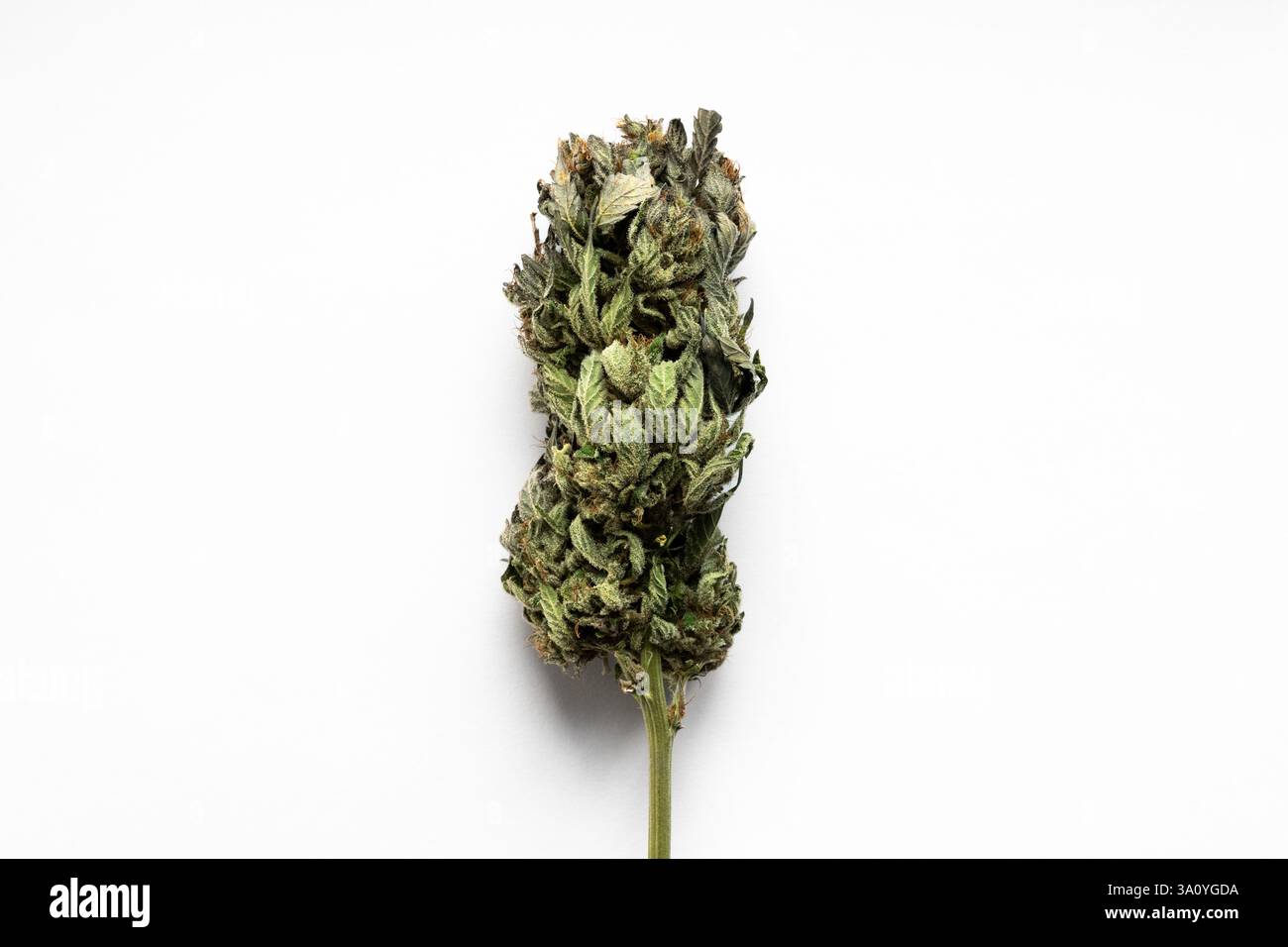 Dry cannabis flower before the trimming. Dried plant with buds and ...