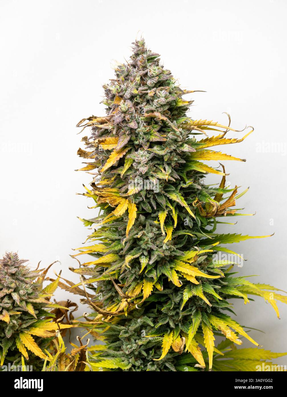 Cannabis head close-up. Big head bud in front of a white background ...