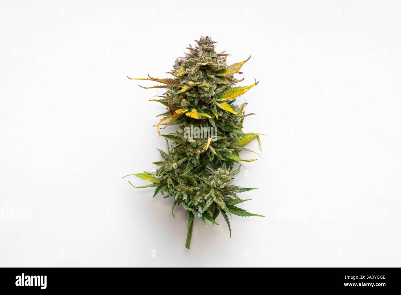 Harvested cannabis head close-up. The mature plant was cut off to dry ...