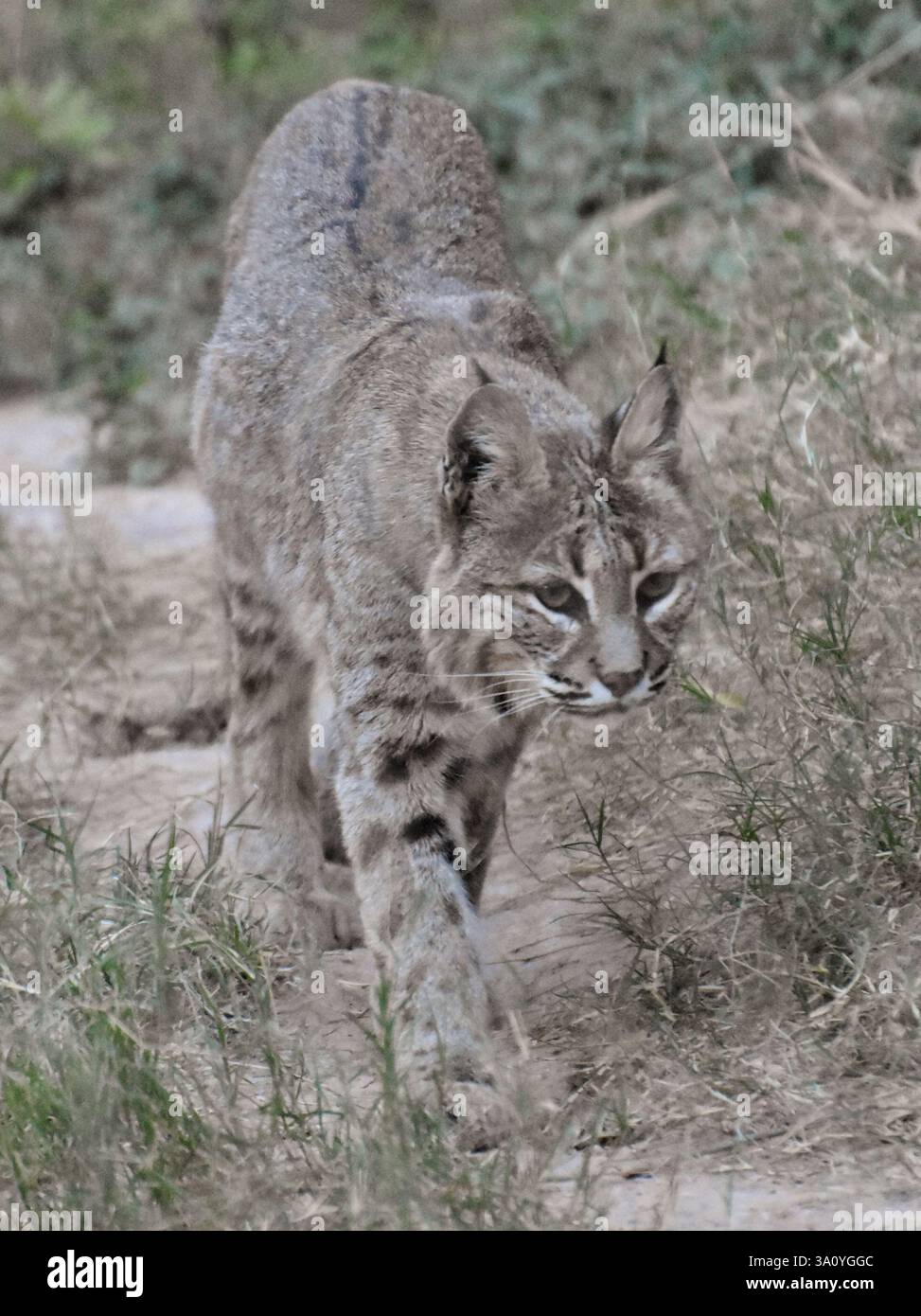 A bobcat (Lynx rufus) walking through the New Mexico desert Stock Photo ...