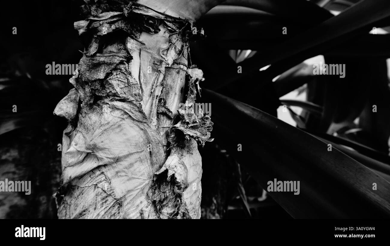 Black and white image of stem of lily flower plant. A stem is one of ...