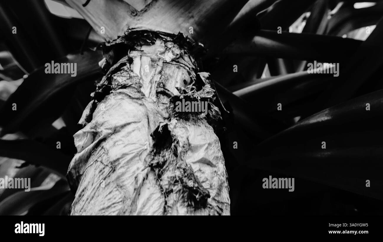 Black and white image of stem of lily flower plant. A stem is one of ...