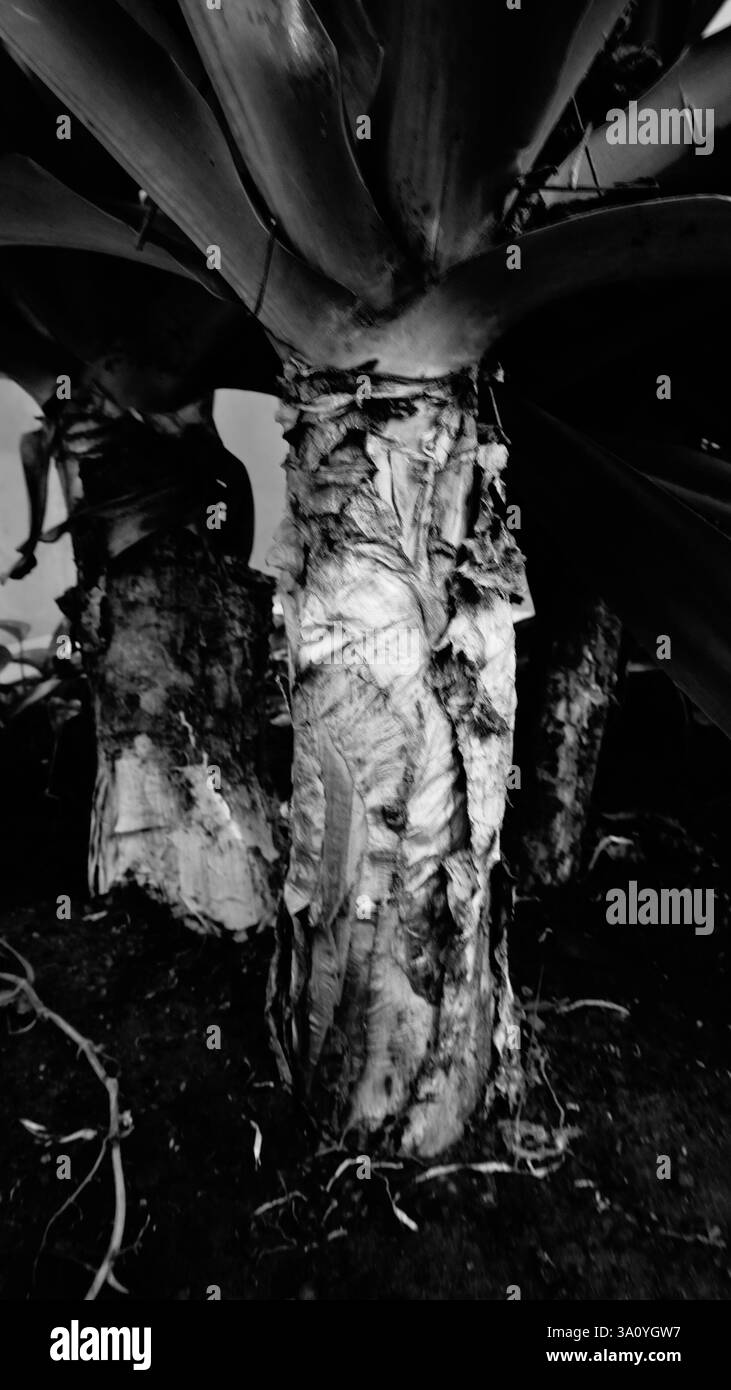 Black and white image of stem of lily flower plant. A stem is one of ...