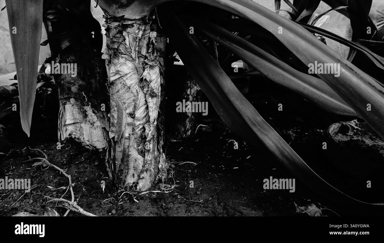 Black and white image of stem of lily flower plant. A stem is one of ...