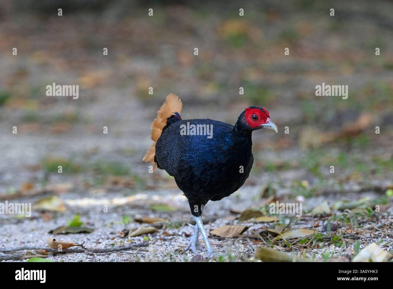 Crestless firebacks (Lophura sp) in forested area in Malaysia Stock ...