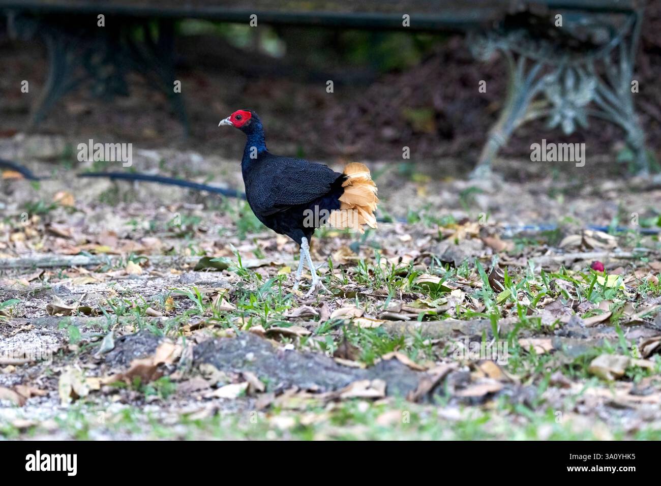 Crestless firebacks (Lophura sp) in forested area in Malaysia Stock ...