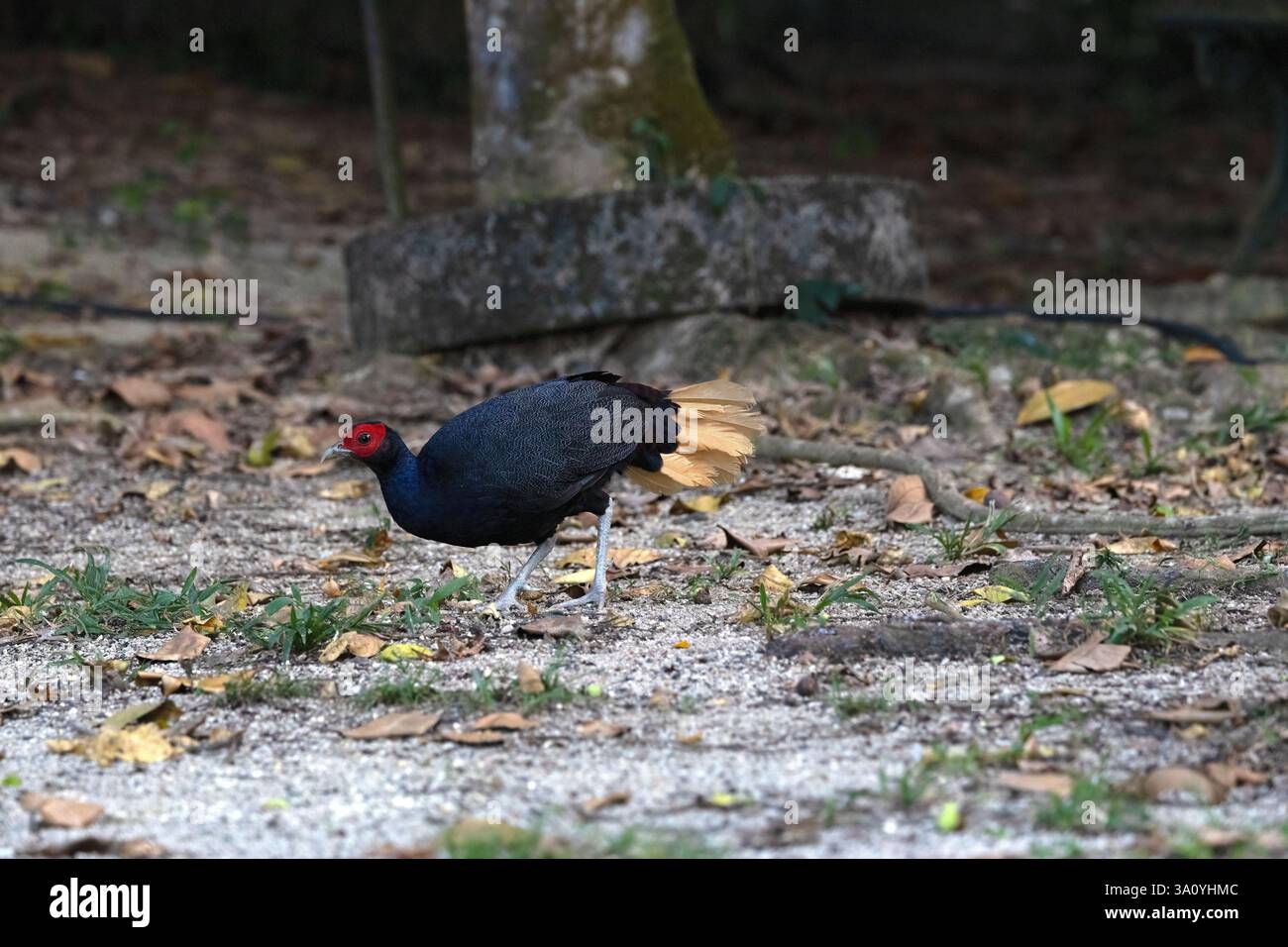 Crestless firebacks (Lophura sp) in forested area in Malaysia Stock ...