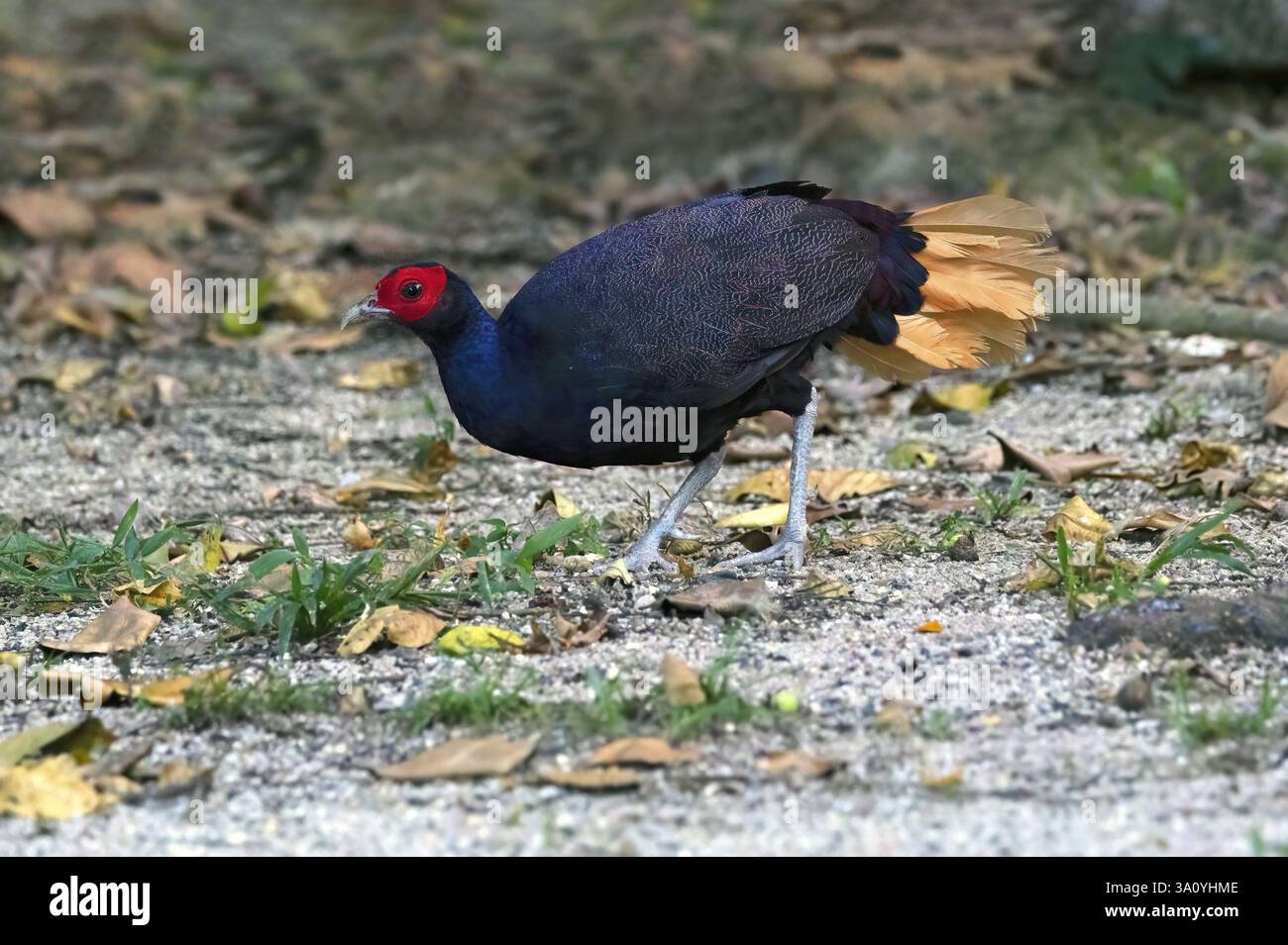 Crestless firebacks (Lophura sp) in forested area in Malaysia Stock ...