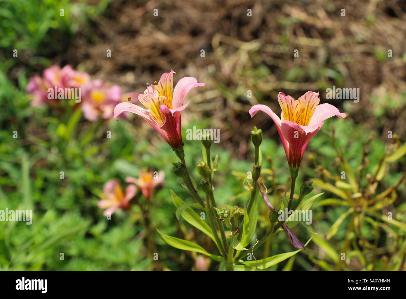 Beautiful fresh lily flowers in nature background Stock Photo - Alamy