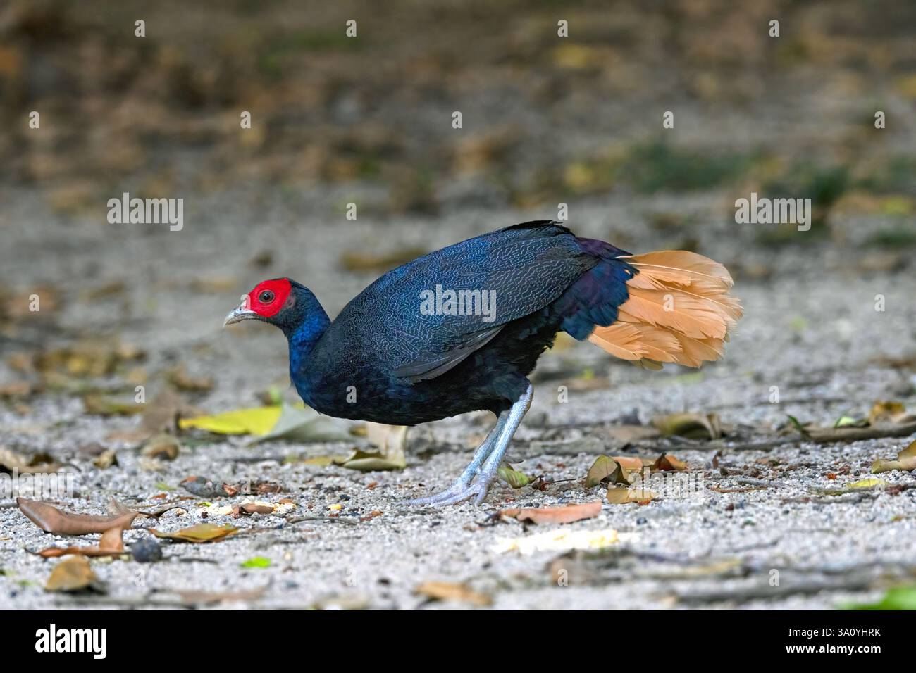 Crestless firebacks (Lophura sp) in forested area in Malaysia Stock ...