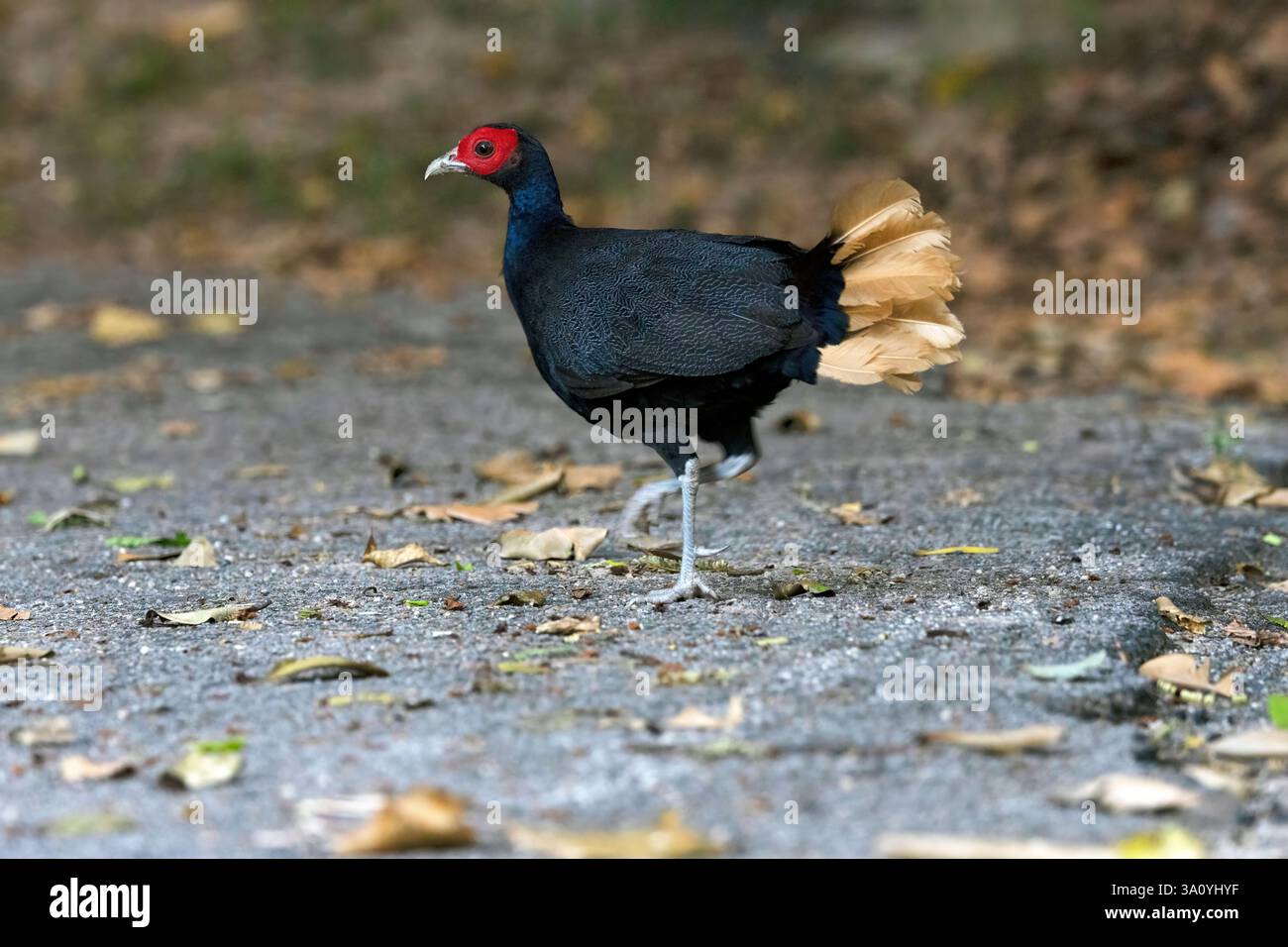 Crestless firebacks (Lophura sp) in forested area in Malaysia Stock ...