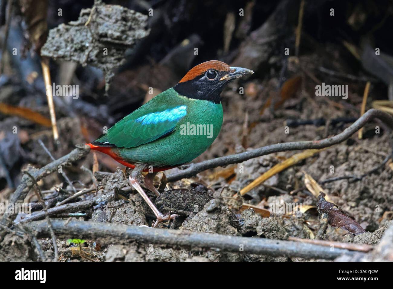 Western hooded pitta (Pitta sordida) in tropical forest searching for ...