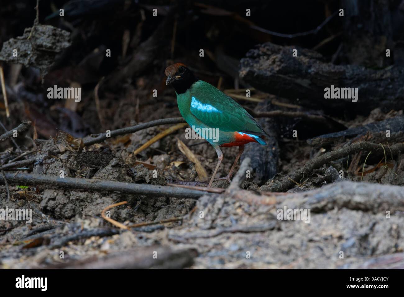 Western hooded pitta (Pitta sordida) in tropical forest searching for ...