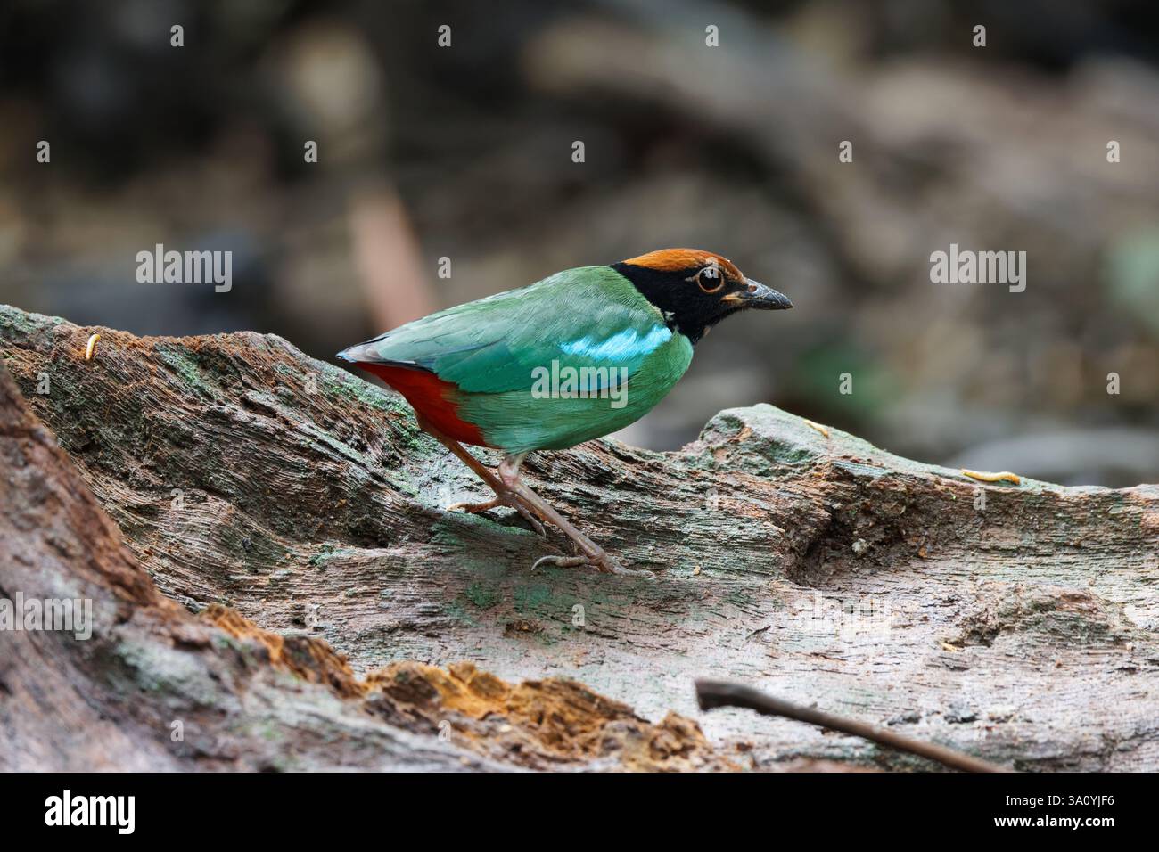Western hooded pitta (Pitta sordida) in tropical forest searching for ...