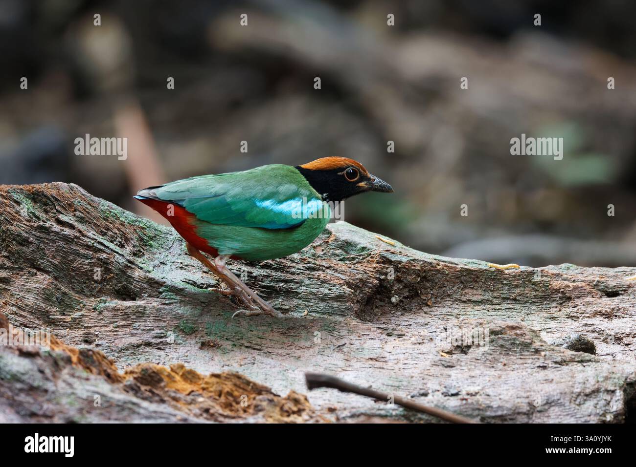 Western hooded pitta (Pitta sordida) in tropical forest searching for ...