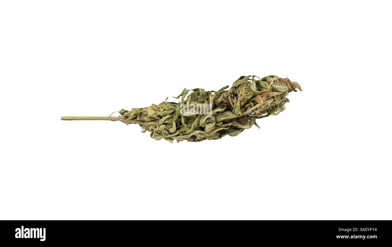 Medical cannabis bud isolated on white background Stock Photo - Alamy