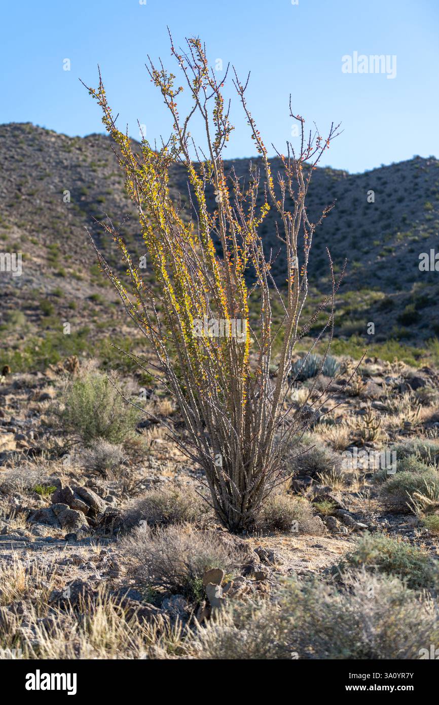 Ocotillo plant in the desert with sunlight and mountains Stock Photo ...