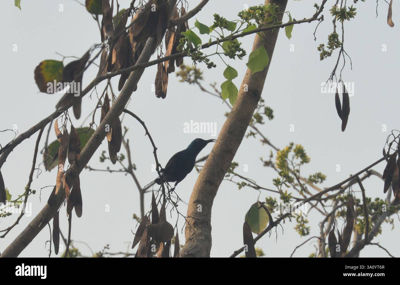 Siliguri, West Bengal, India. 6th Mar, 2025. A Purple Sunbird sits on a ...