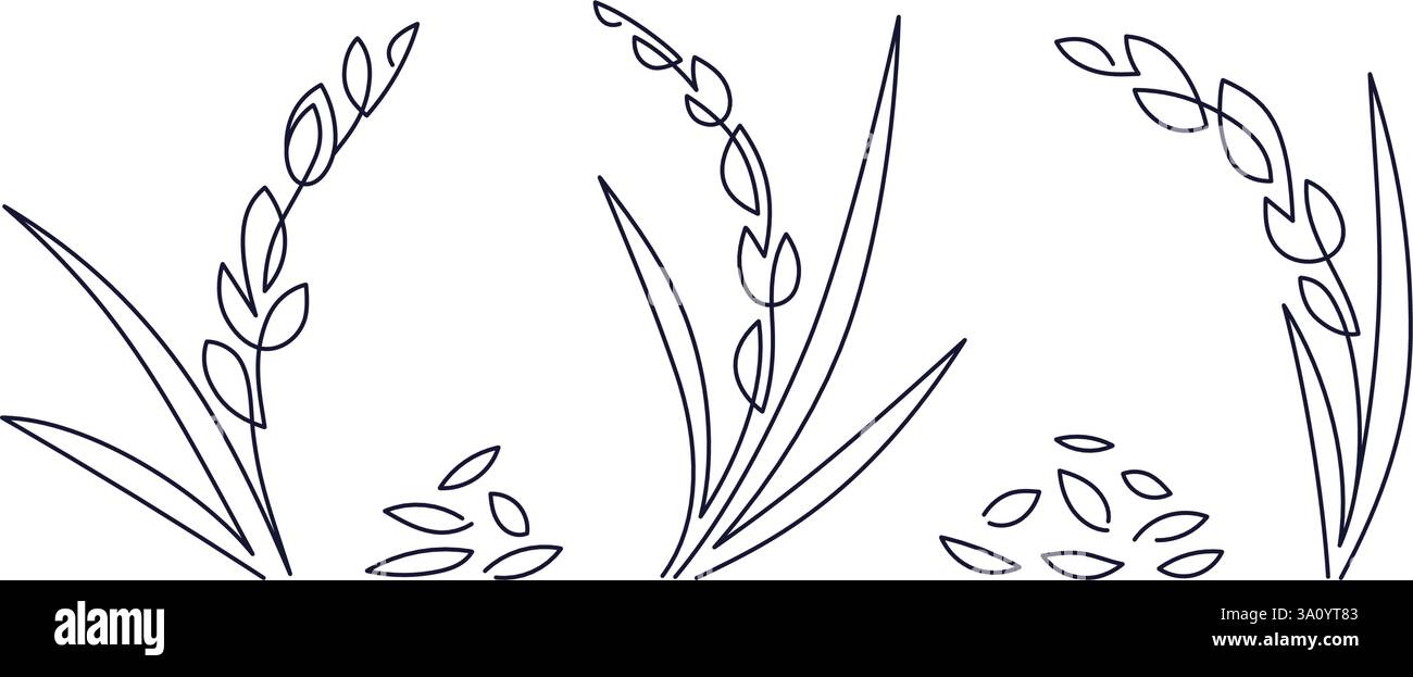 Grain line set. One line drawing of rice, wheat, barley, rye. Healthy ...