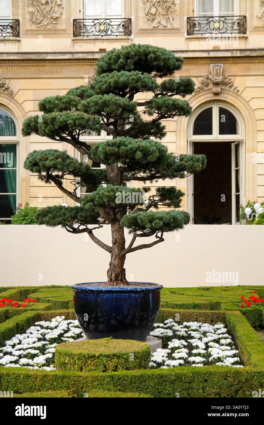 Bonsai in the gardens of the Élysée Palace aka Hôtel d'Evreux, the ...