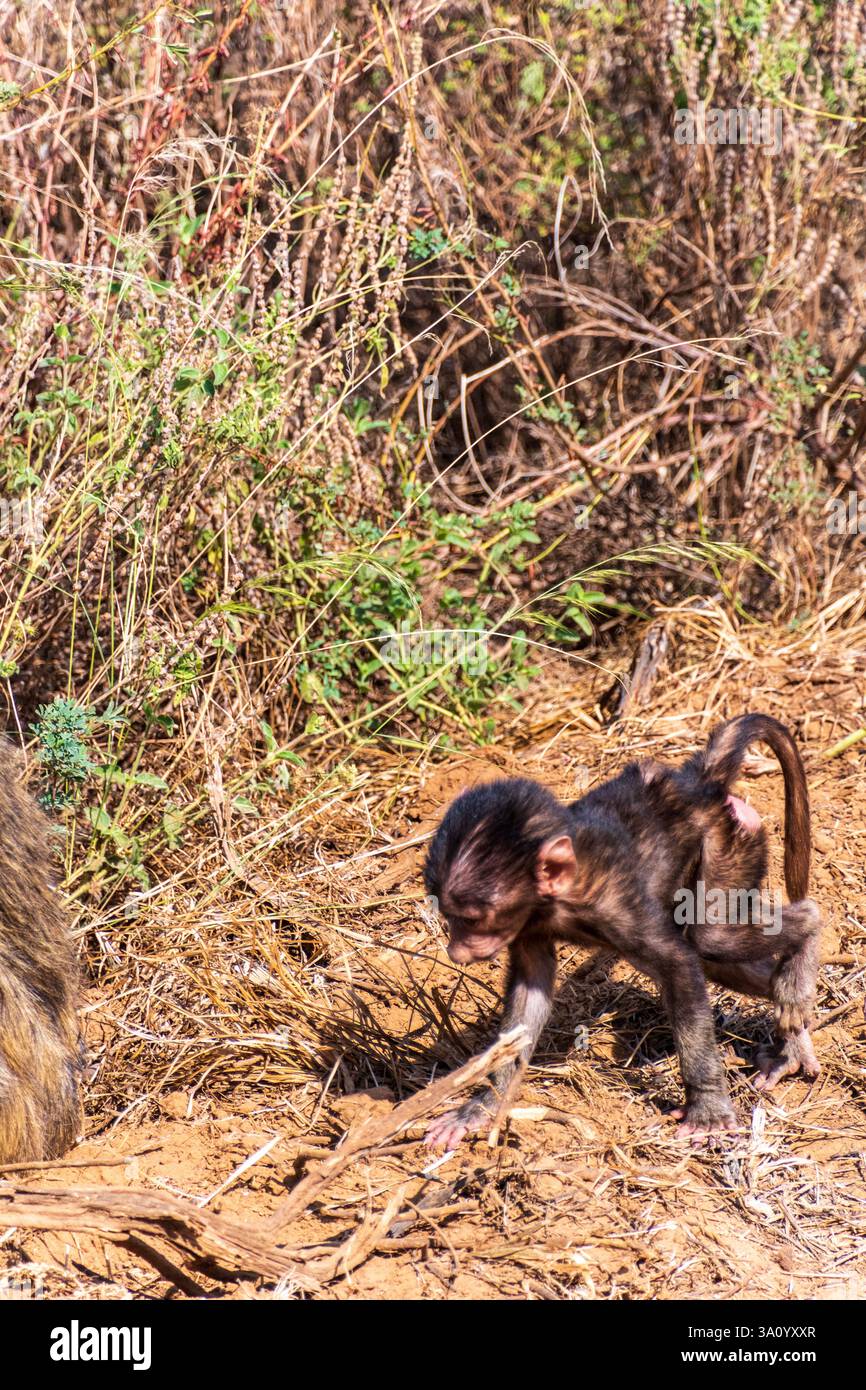 Close-up of an Olive Baboon -Papio Anubis- mother carrying her baby ...