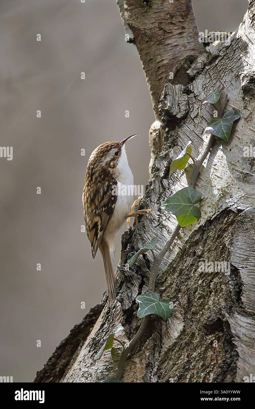 A tree creeper, Certhia familiaris, is captured from the side in a ...