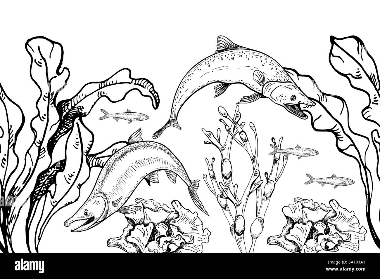 Seamless underwater monochrome banner with salmon hand drawn fish ...