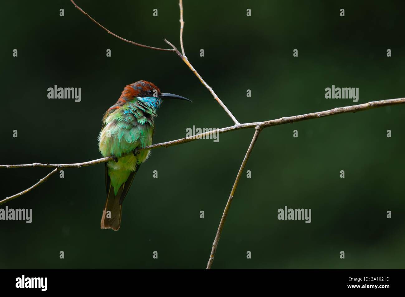 Blue-throated bee-eater (Merops viridis) drying up its body, after ...