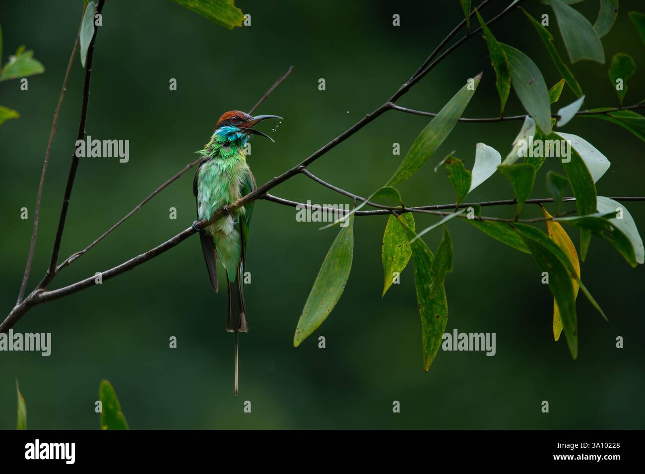 Blue-throated bee-eater (Merops viridis) drying up its body, after ...