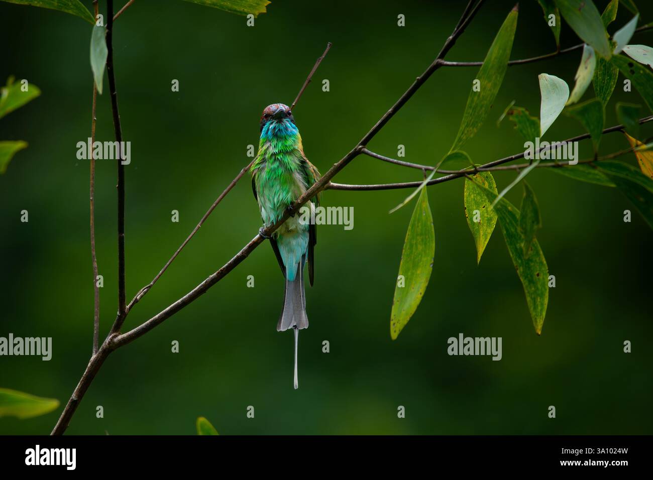 Blue-throated bee-eater (Merops viridis) drying up its body, after ...