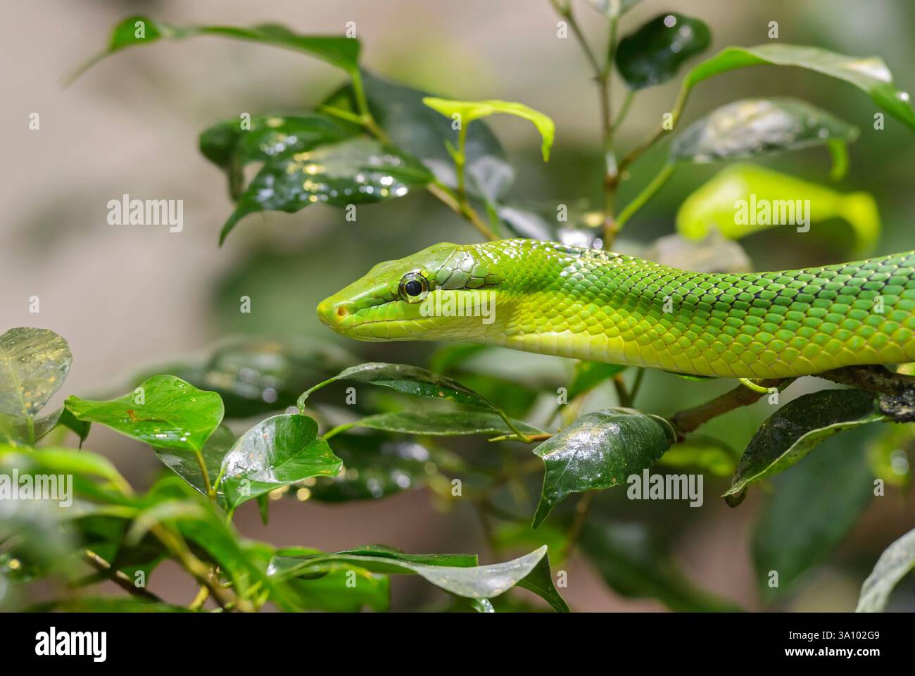 Red-tailed Green Ratsnake - Gonyosoma oxycephalum, portrait of ...