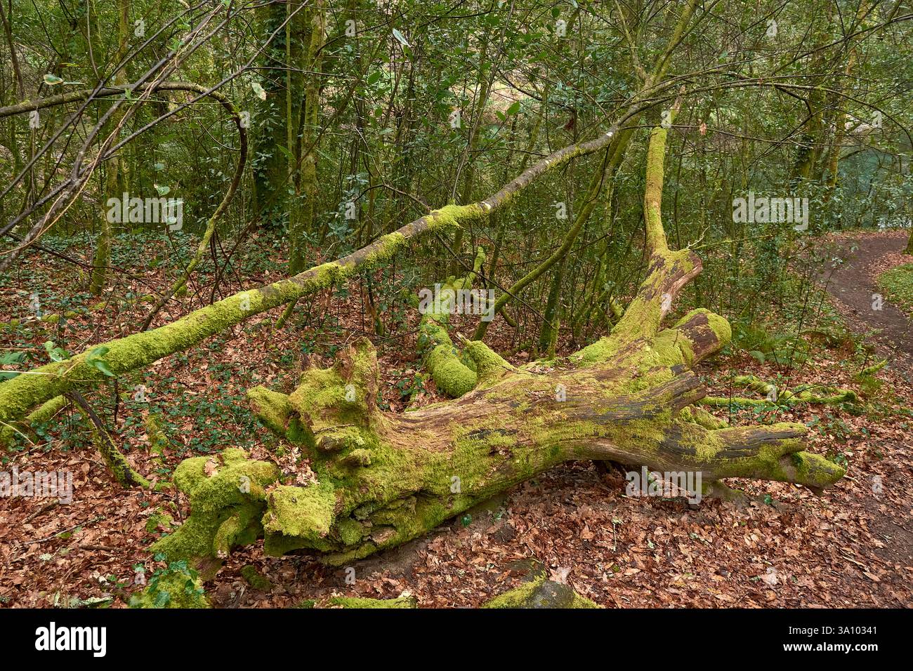 A fallen tree, covered in thick green moss, creates an eerie and ...