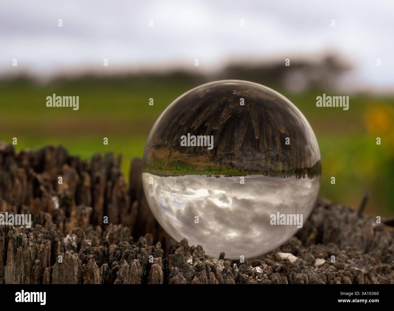 A glass ball reflecting a sunflower field, Southern Downs Stock Photo ...