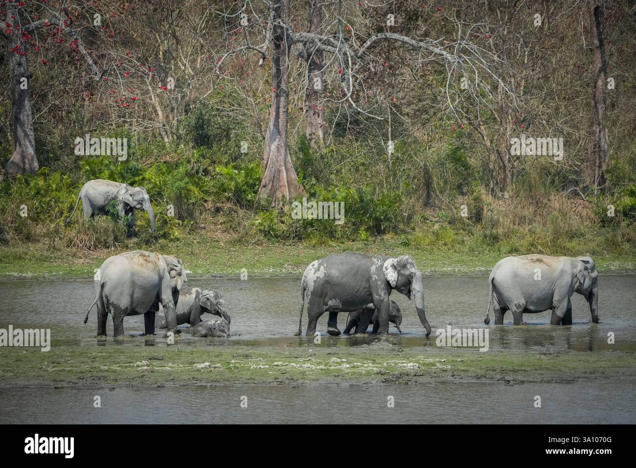 Wild elephants with calves inside the Kaziranga national park in ...