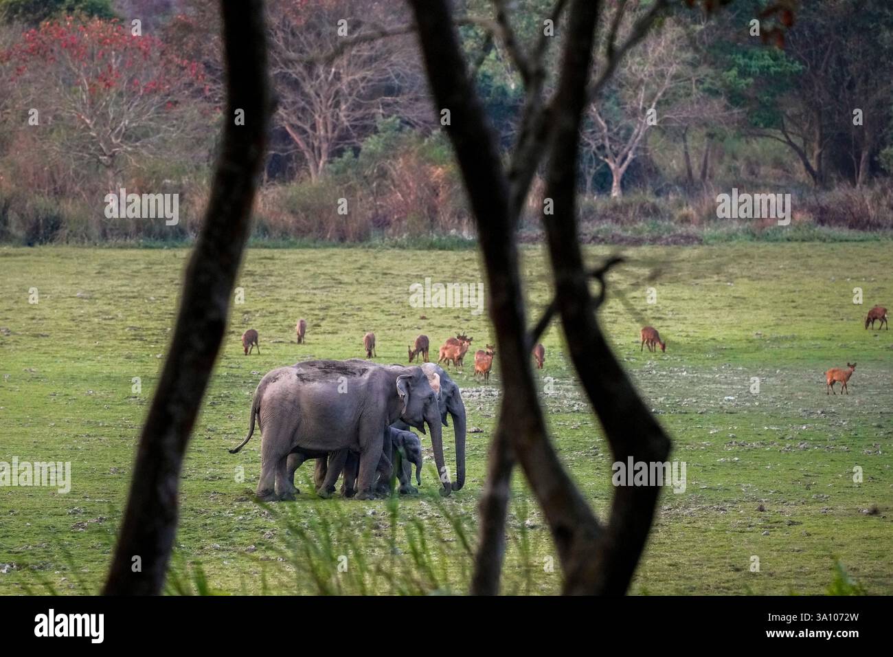Wild elephants with calves graze inside the Kaziranga national park in ...