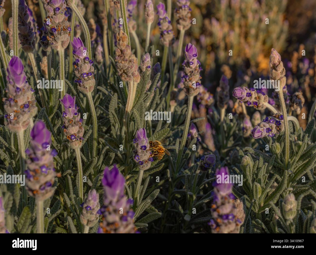 a Bee collection pollen and nectar from Lavender flowers growing in ...