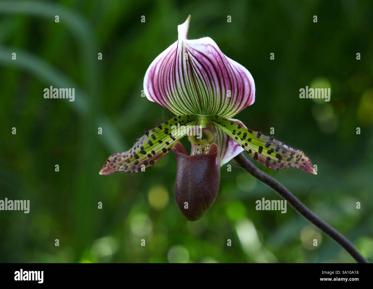 Close up of Ladys Slipper Orchid with Green Background Stock Photo - Alamy