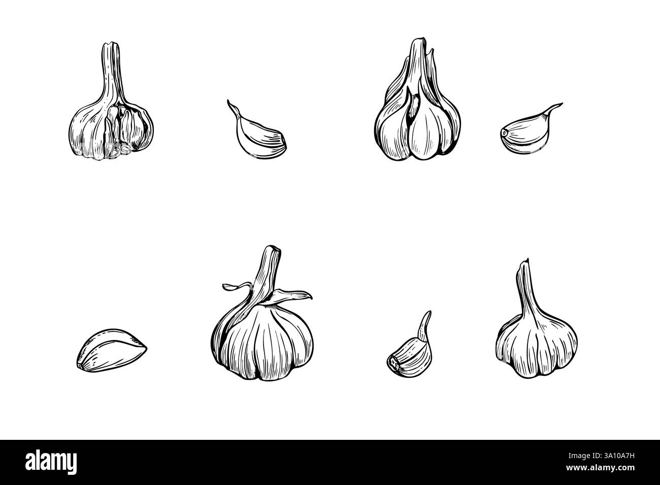 Monochrome garlic head with clove set vector isolated illustration ...
