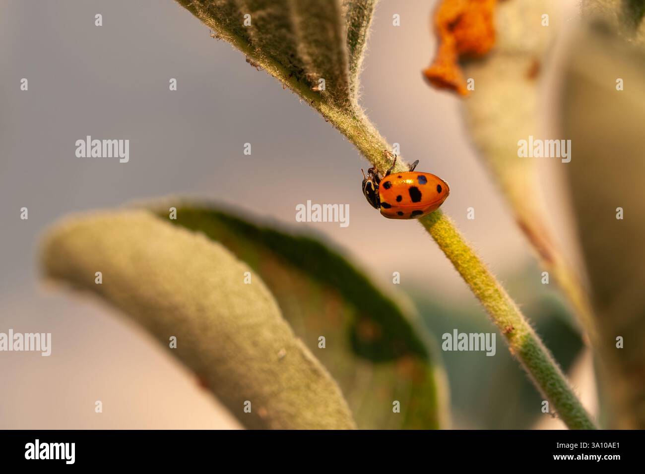 Lady bug beetles on an apple tree branch with a bud, hunting aphids ...