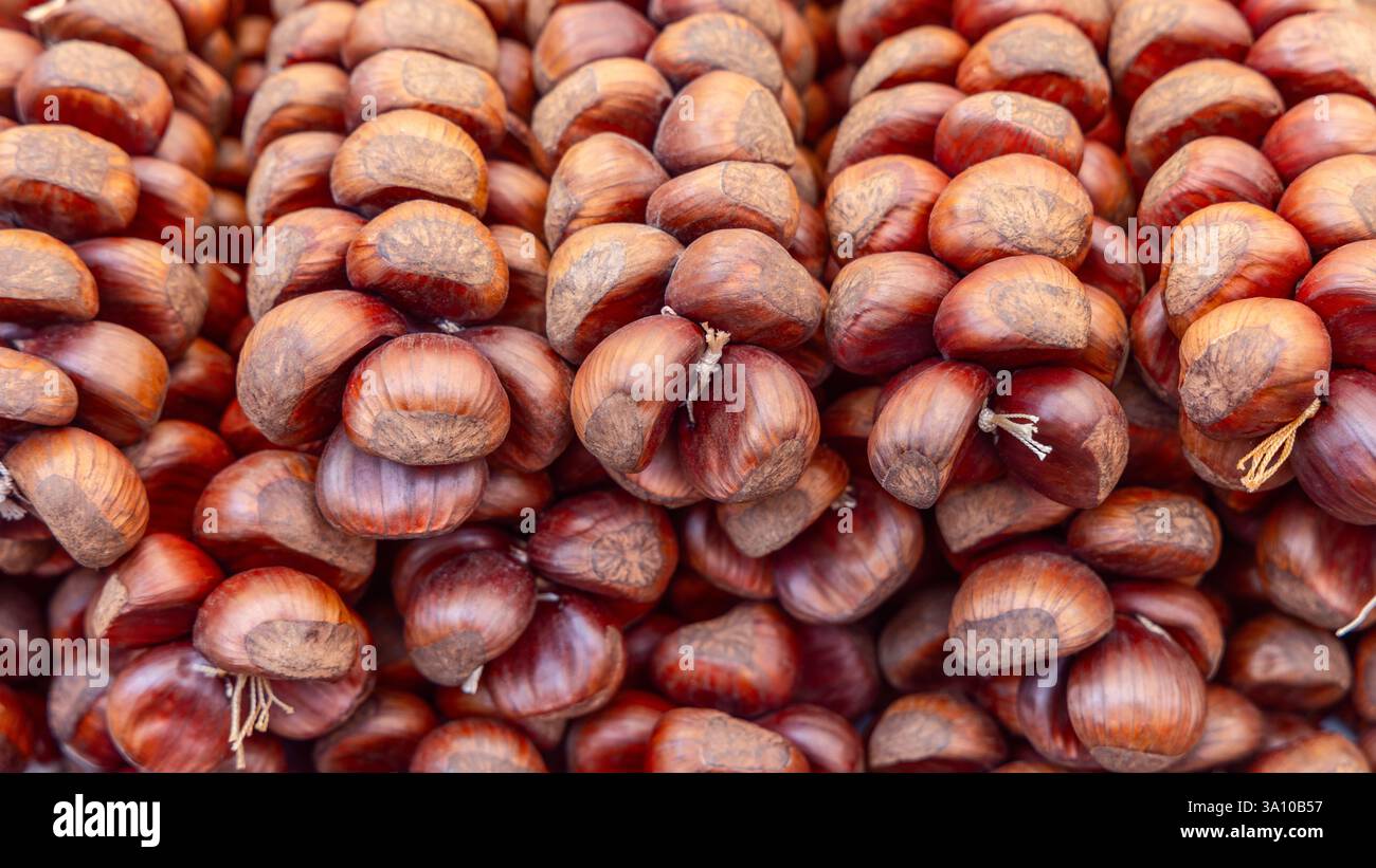 Bundles of raw chestnuts with smooth glossy brown shells and rough ...