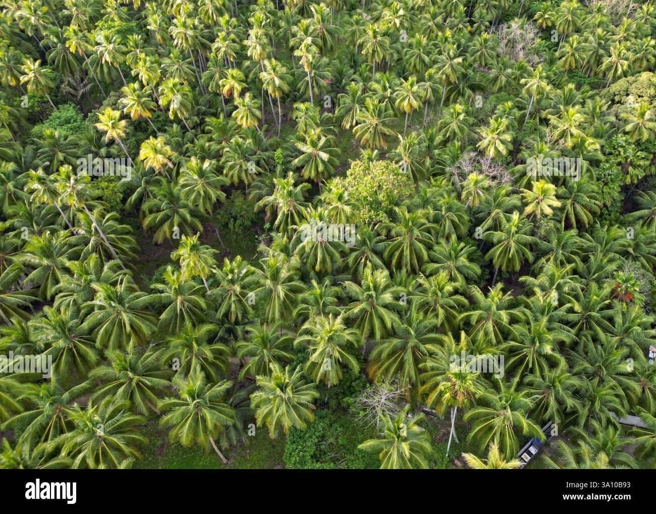 Palm coconut trees hi-res stock photography and images - Alamy