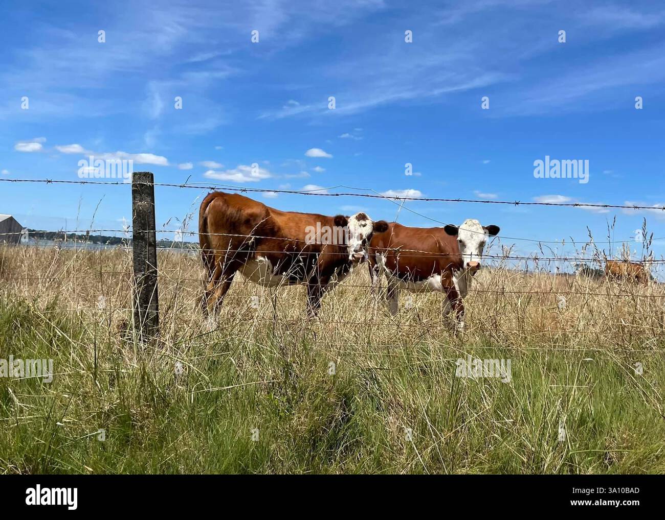 Two cows standing in a field behind a barbed wire fence Stock Photo - Alamy